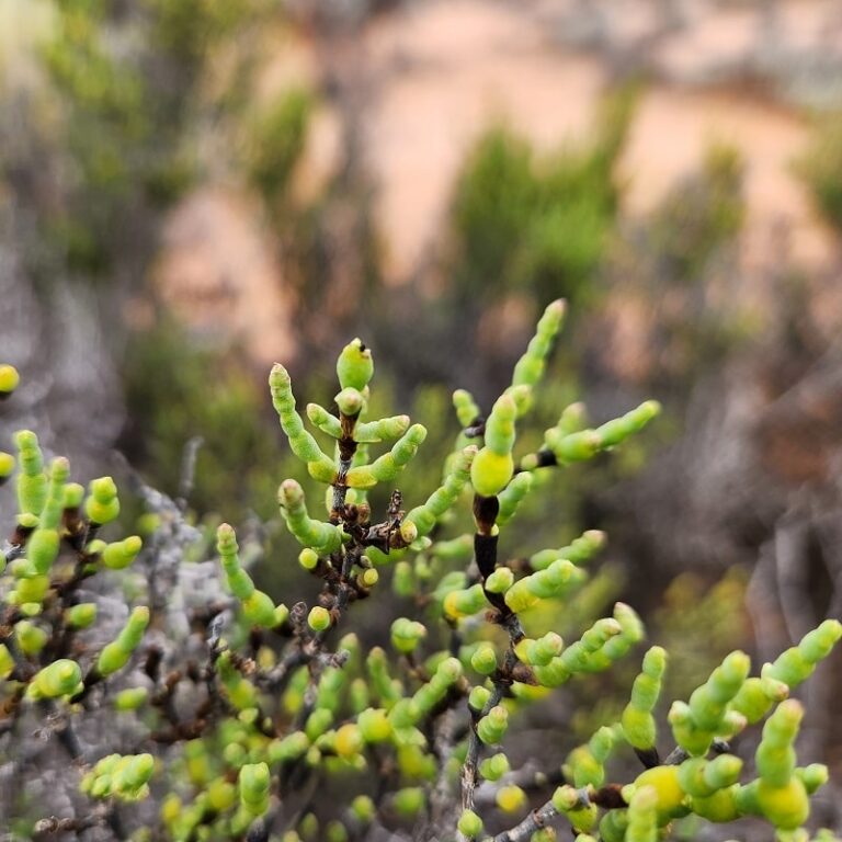 Home - Ecosphere Ecological Solutions